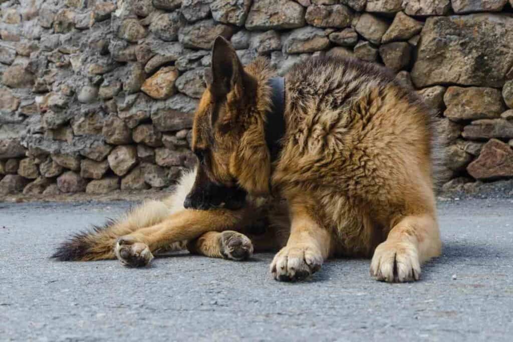 The Ultimate Guide To What German Shepherds Can And Can t Eat the-ultimate-guide-to-what-german-shepherds-can-and-can-t-eat