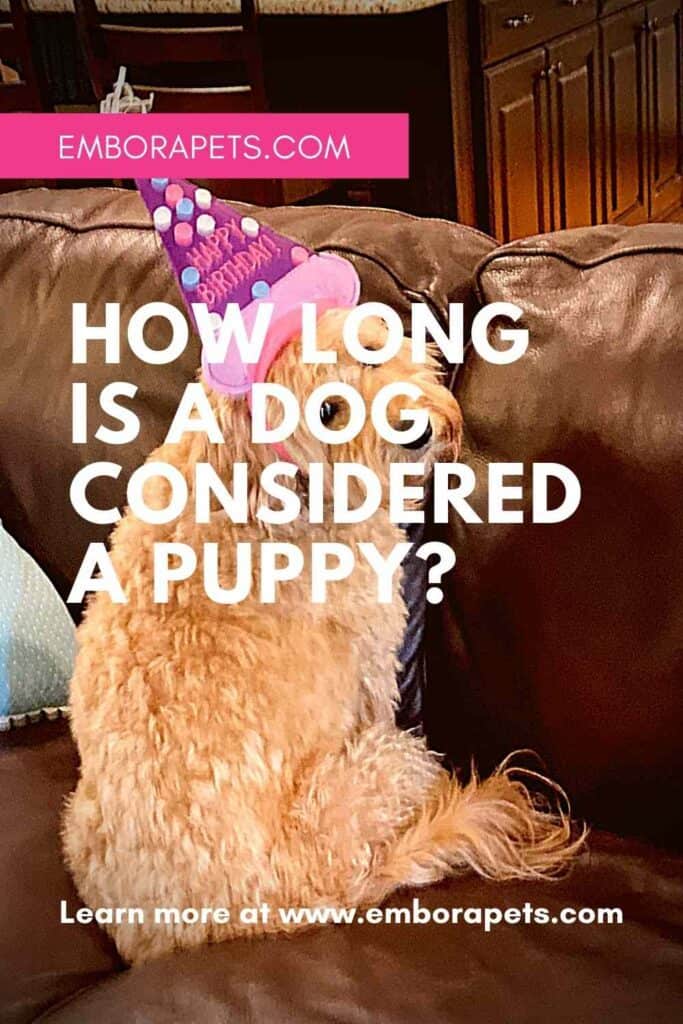 How Long Is A Dog Considered A Puppy Embora Pets how-long-is-a-dog-considered-a-puppy-embora-pets