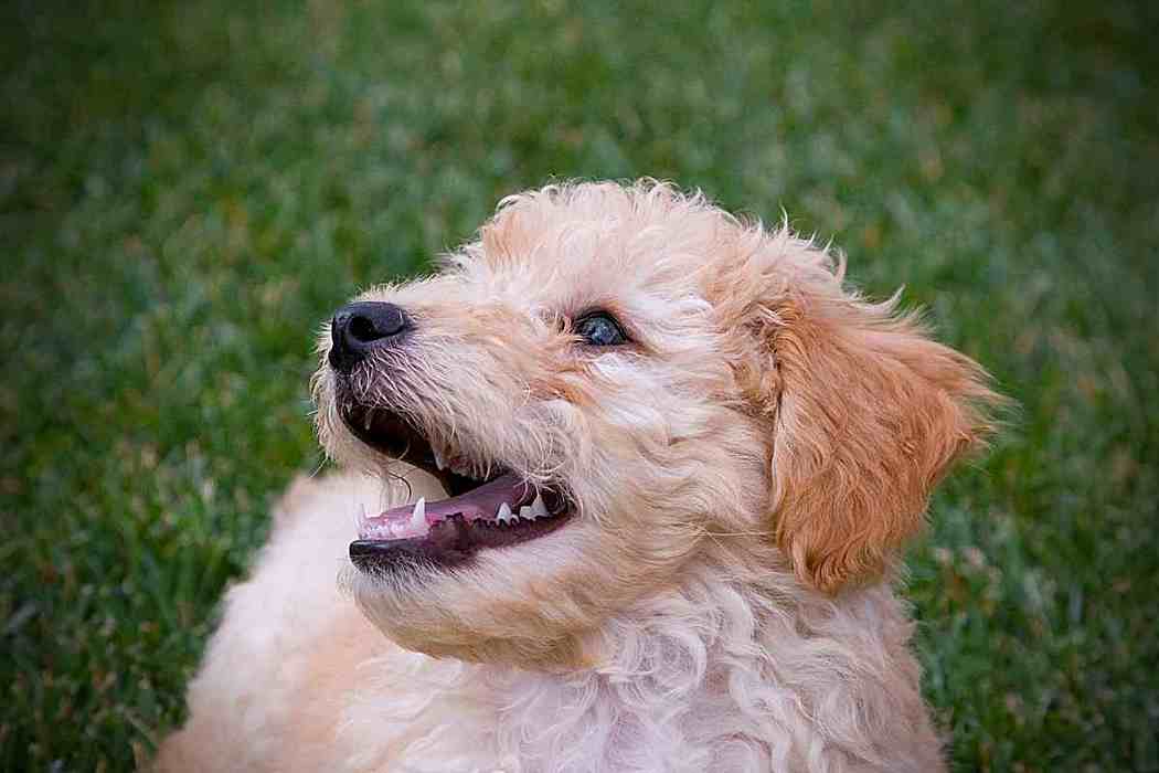 How Long Is A Dog Considered A Puppy Embora Pets How Long Is A Dog Considered A Puppy Embora Pets