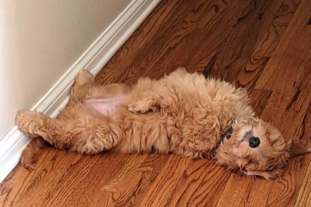How Much Sleep Does A Goldendoodle Puppy Need? - Embora Pets