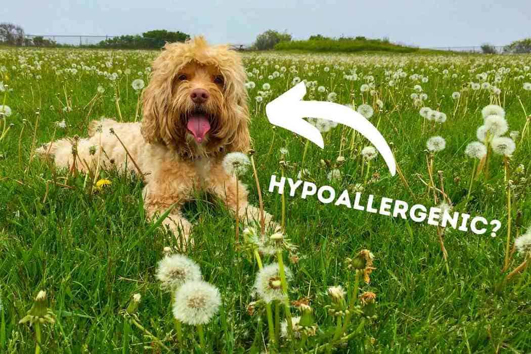 Are Cockapoos Hypoallergenic? - Embora Pets