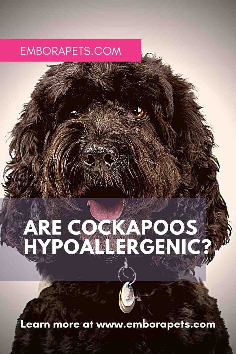 Are Cockapoos Hypoallergenic? - Embora Pets