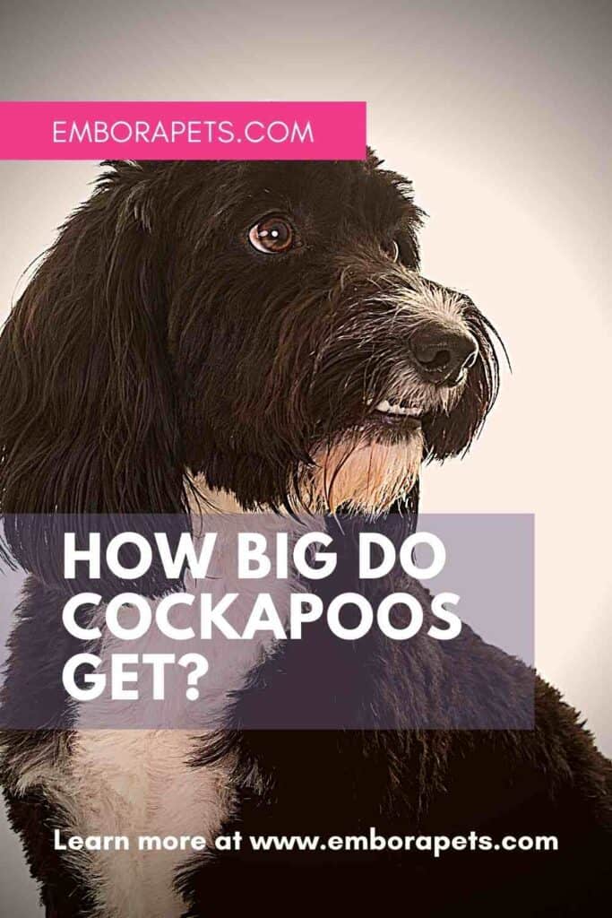 How Big Do Cockapoos Get? – Embora Pets