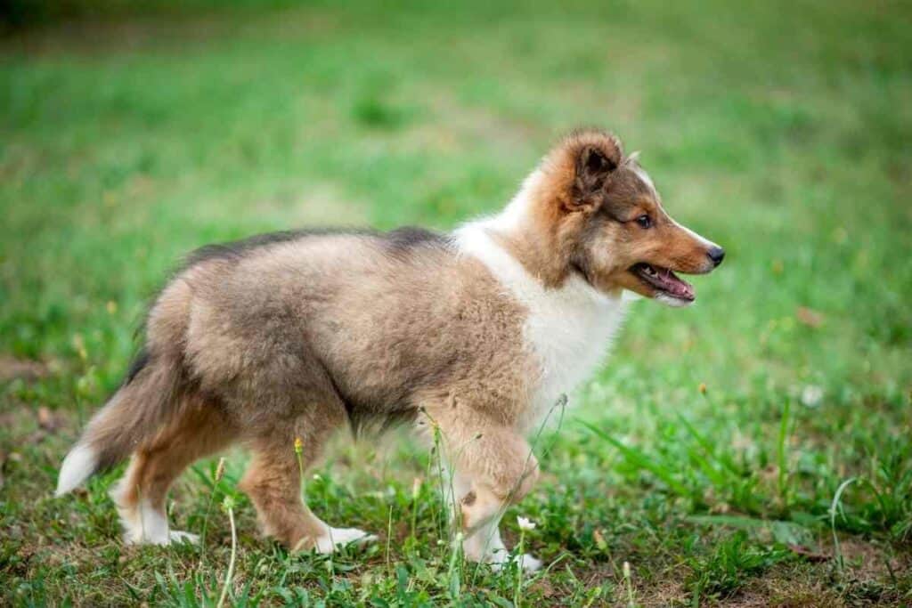 When Do Shelties / Shetland Sheepdogs Need Their First Haircut ...