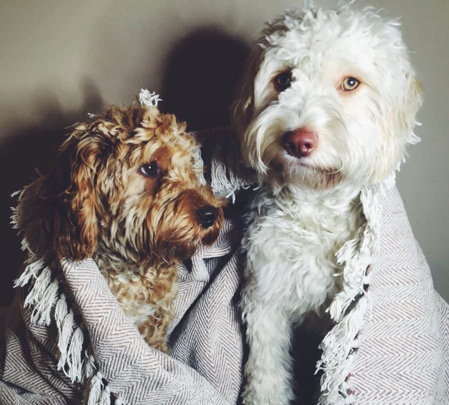 Do Springer Spaniels Like to Cuddle? - Embora Pets