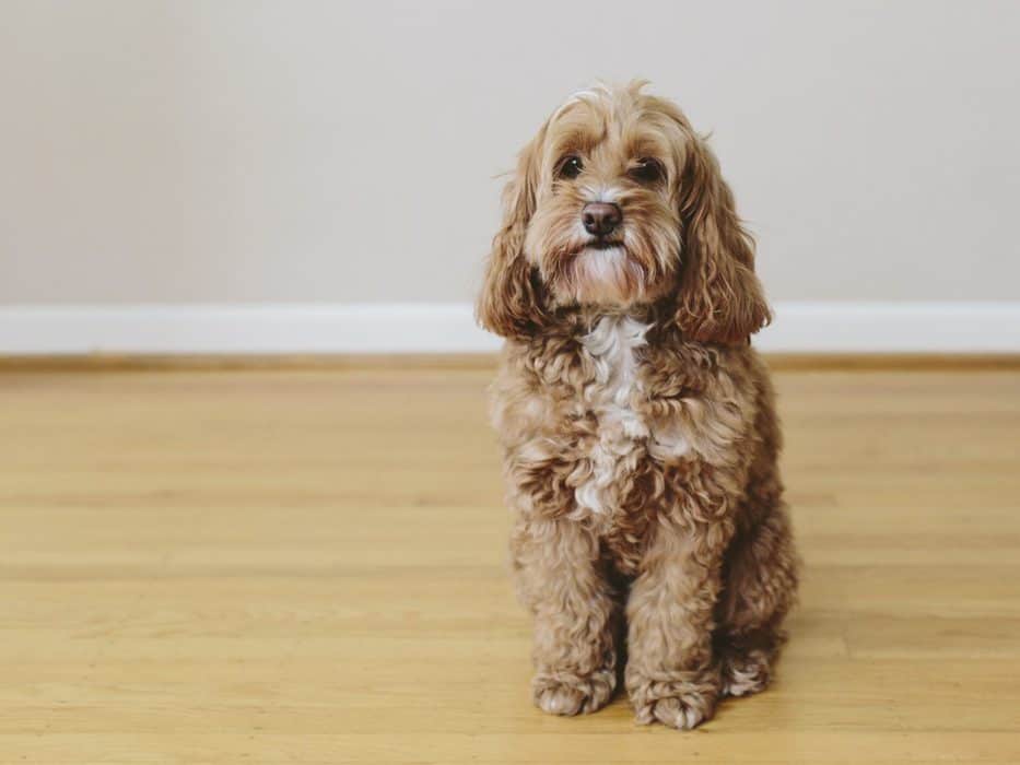 What Is A Cockapoo, And Are They A Good Dog For A Family? - Embora Pets