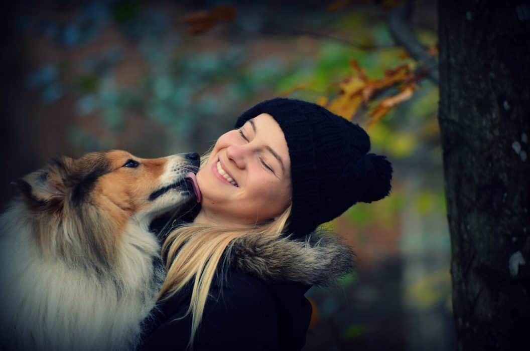 Best Shetland Sheepdog Accessories! Here's What Your Sheltie Needs ...