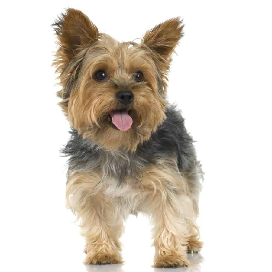 How Much Do Yorkie Puppies Cost? - Embora Pets
