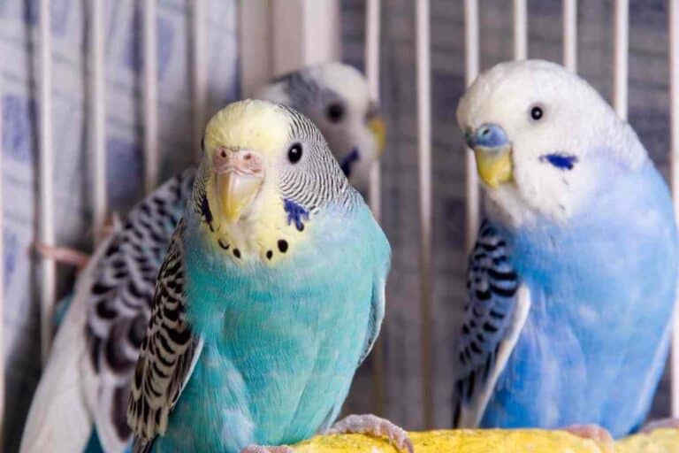 Are Parakeets Loud? (9 Noises Explained) - Embora Pets