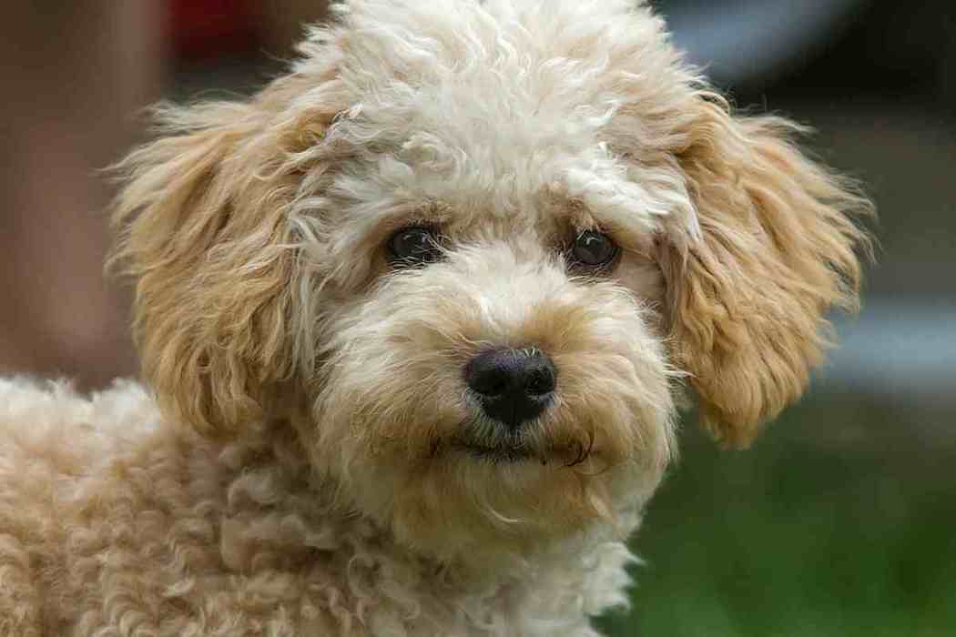 Cavapoos Swimming (Explained) - Embora Pets