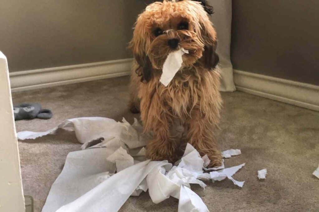 Cavapoo Teething, When Do They Stop? - Embora Pets