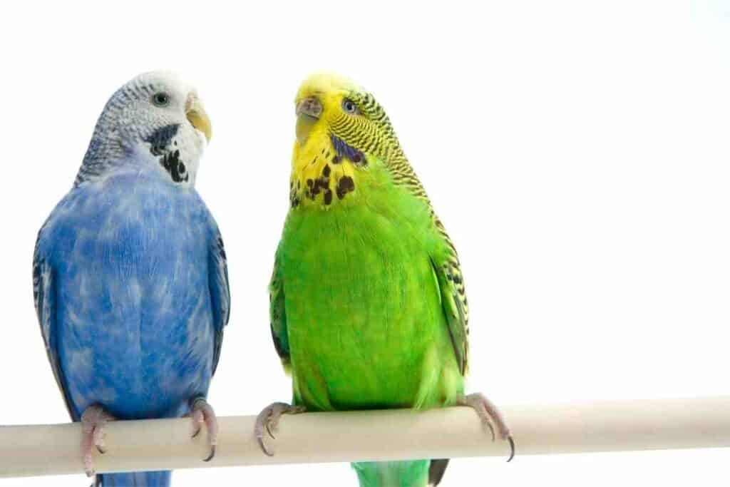 Parakeet Behavior Guide: How to Know What They are Expressing - Embora Pets