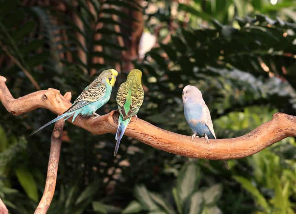 How Long Do Parakeets Live on Average? - Embora Pets