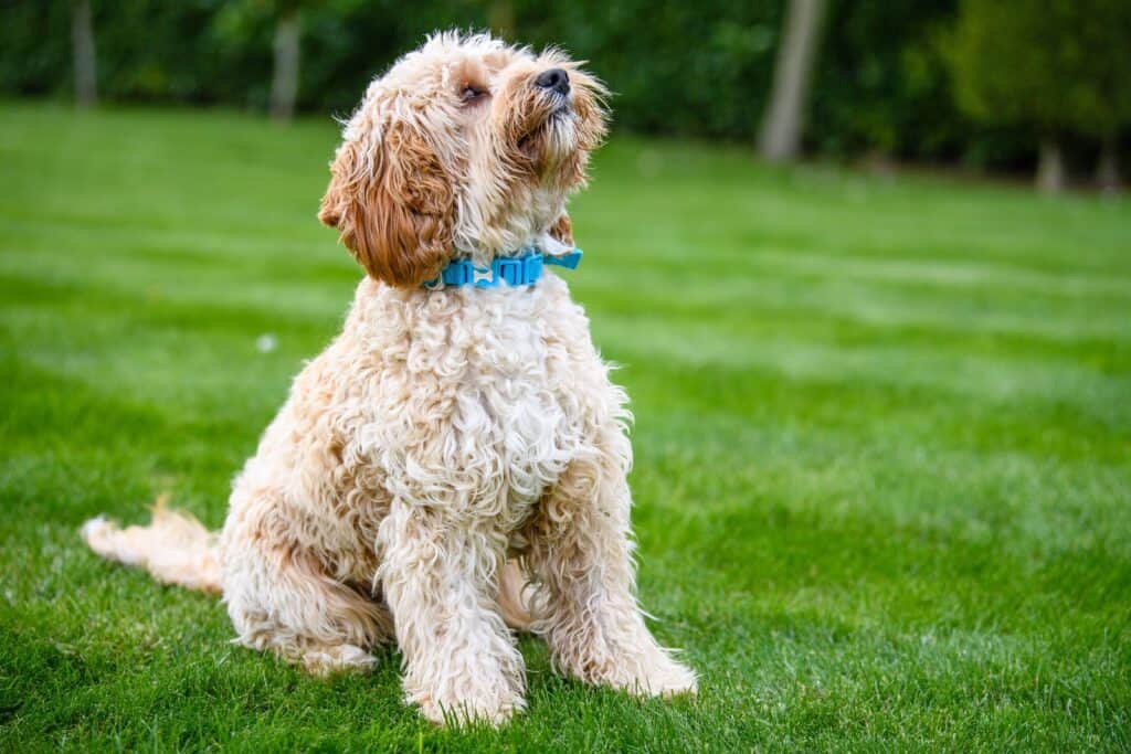Is A Cavapoo A Good Family Dog? - Embora Pets
