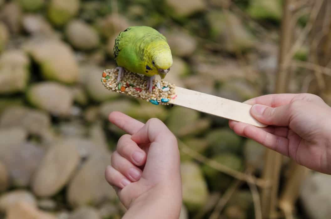 Parakeet Mating Guide: How it Works, Gestation Period, and More ...