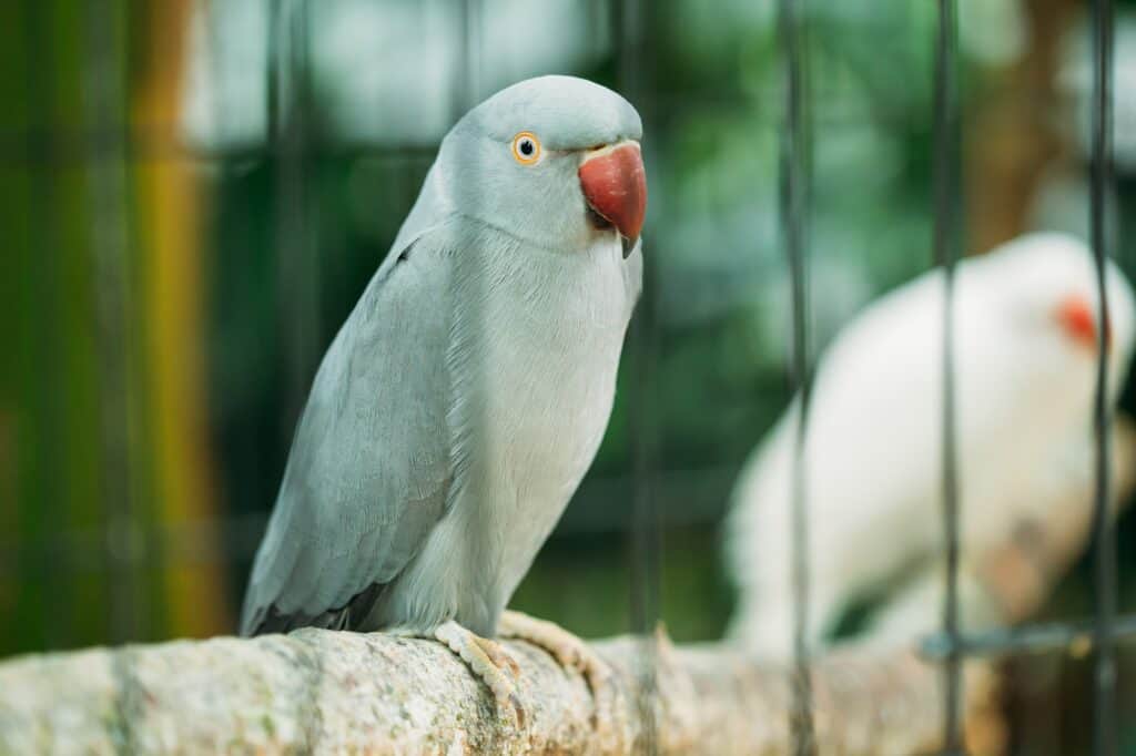 Blue Parakeets: A Complete Guide Before You Get One - Embora Pets