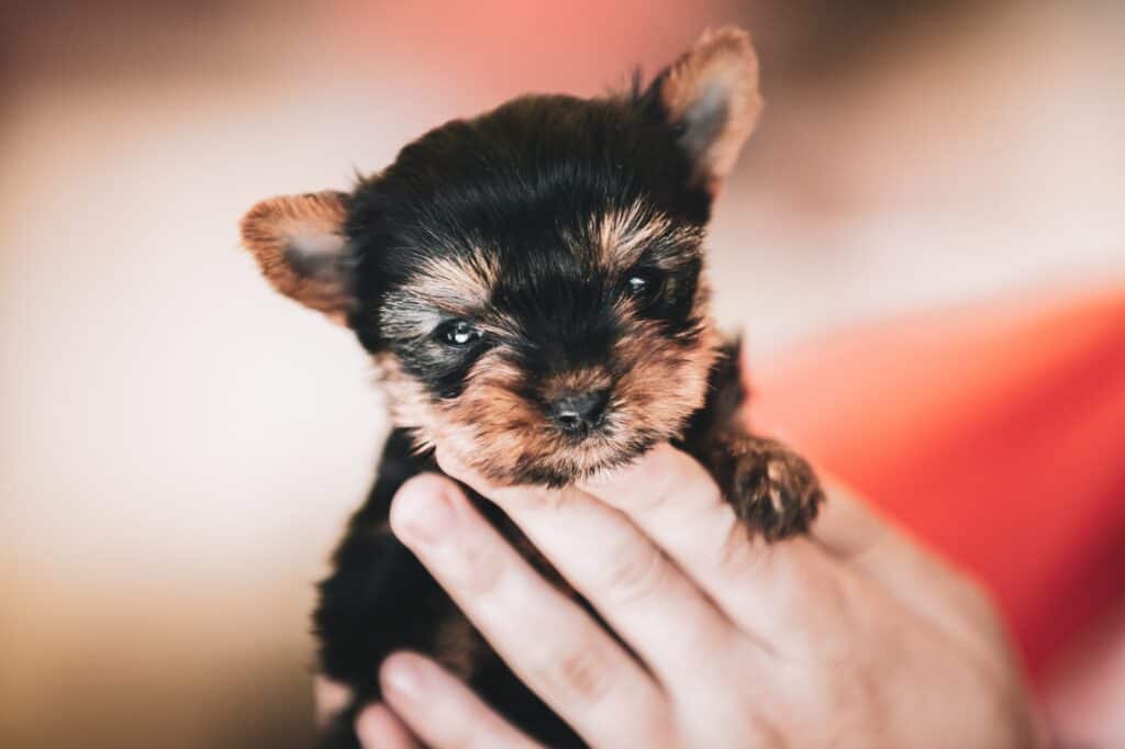 Mini Yorkshire Terriers: Everything You Could Want to Know - Embora Pets