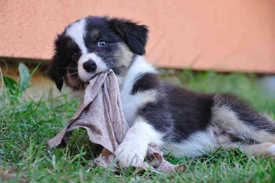 Are Australian Shepherds Big Chewers? - Embora Pets