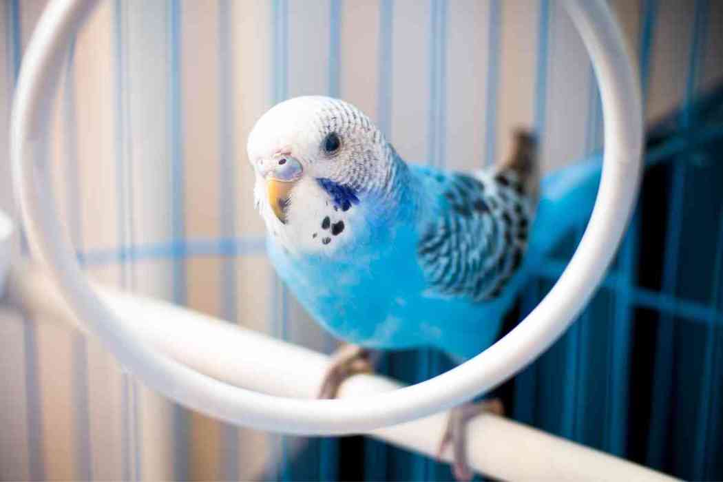 Can Parakeets See In the Dark? - Embora Pets