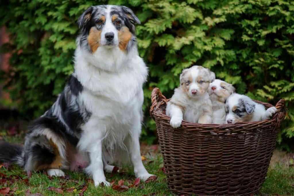 Are Australian Shepherds Big Chewers? - Embora Pets