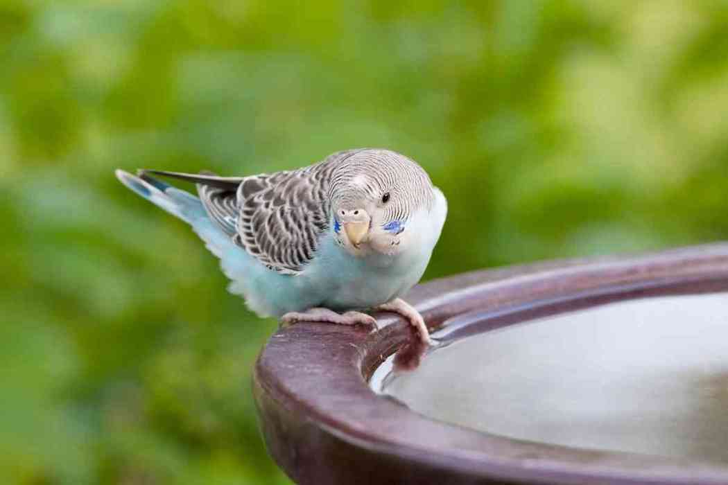 Why Does My Parakeet Have Diarrhea? - Embora Pets