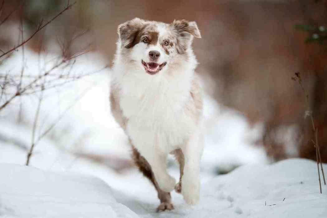 Are Australian Shepherds Good Guard Dogs? - Embora Pets