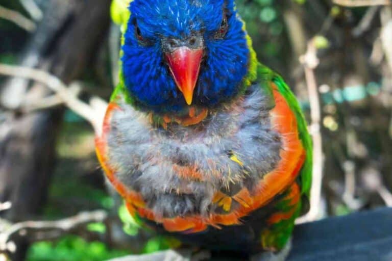 Why Are My Parakeet’s Feathers Falling Out? - Embora Pets