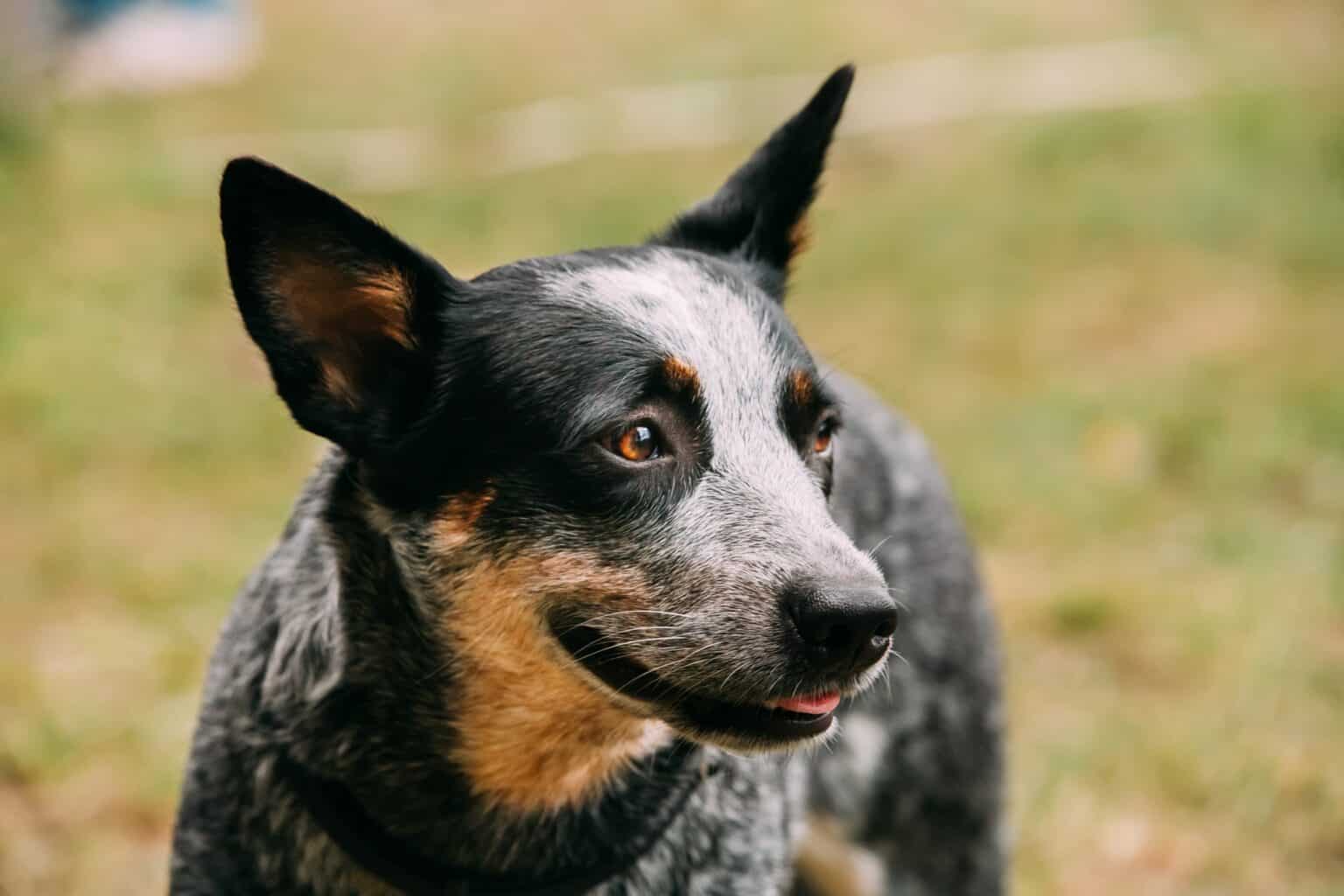 Do Blue Heelers Change Colors? (Answer might surprise you) - Embora Pets