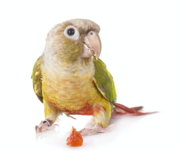 What Do Parakeets Eat? And What Shouldn't Parakeets Eat? - Embora Pets