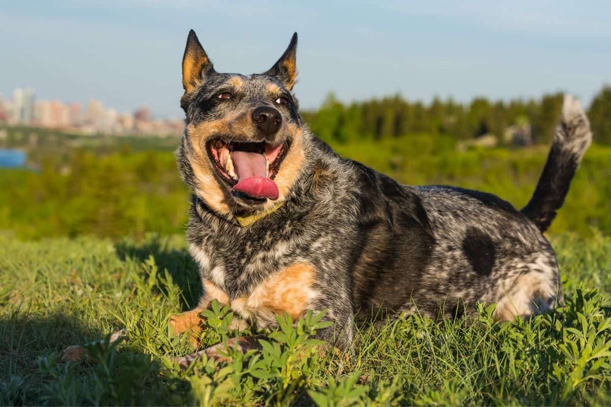 Are Blue Heelers Big Chewers? - Embora Pets