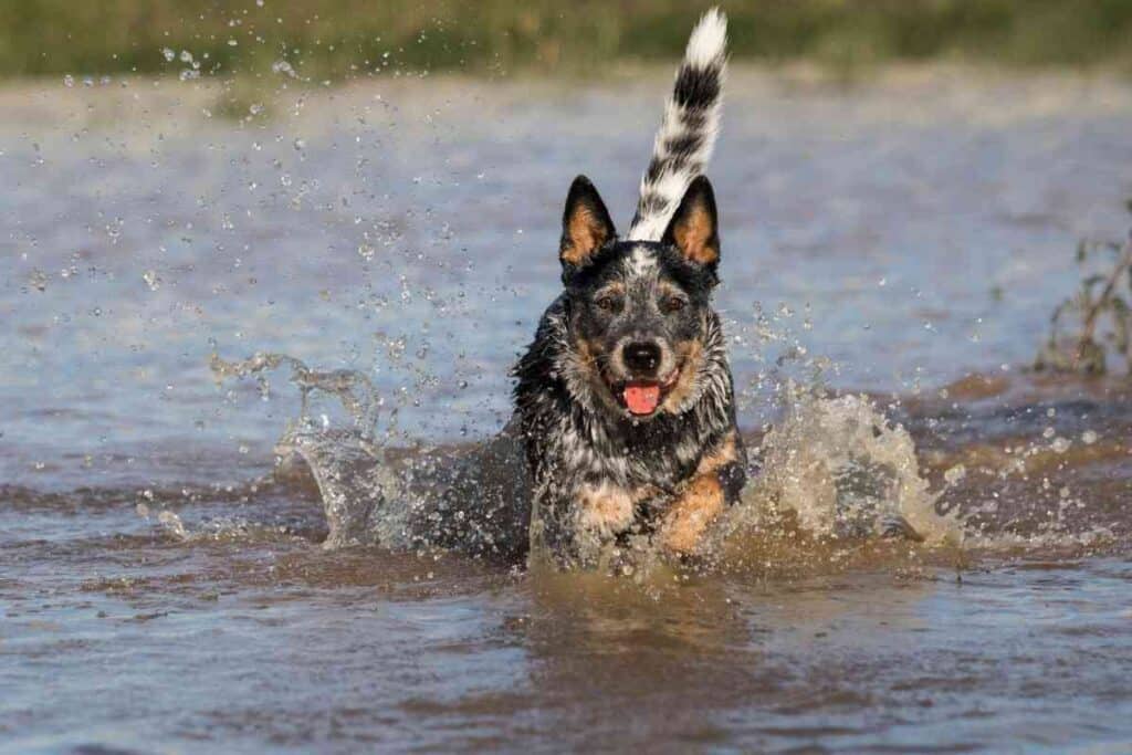 Can Pointers Eat Chicken? (Explained!) - Embora Pets