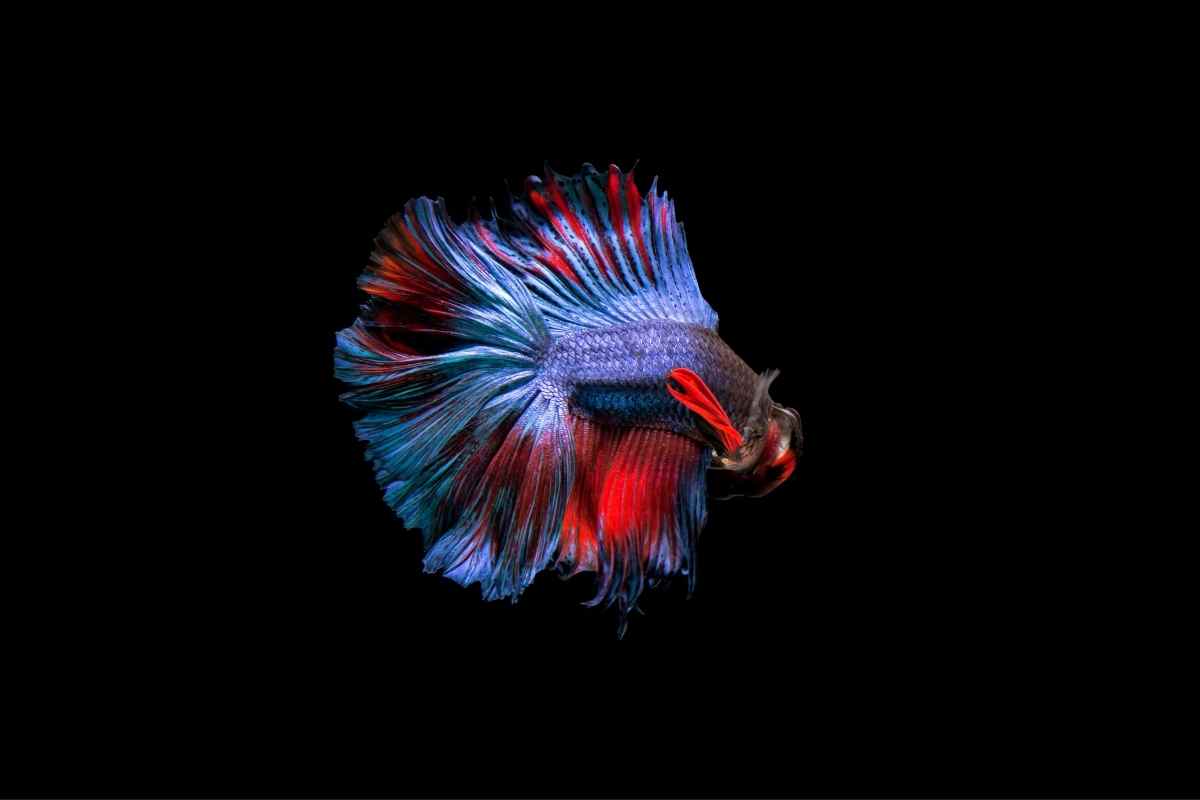 Why Is My Red Betta Fish Turning Blue? (Vet Answers!) - Embora Pets