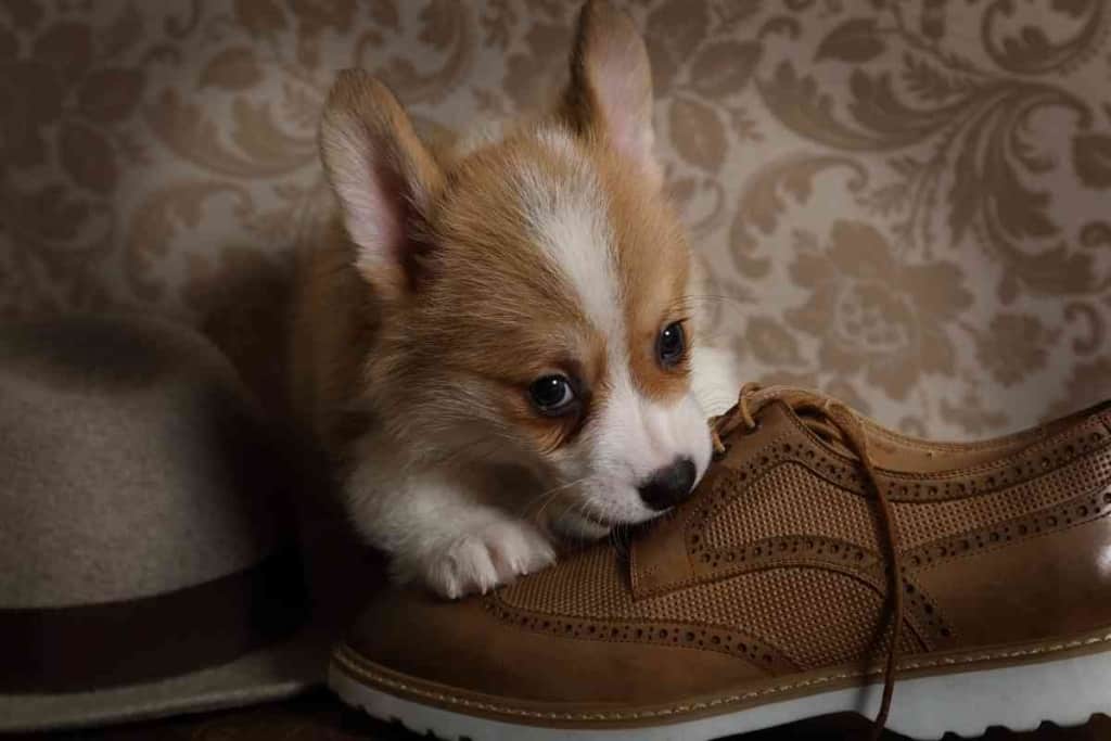 At What Age Do Pointers Stop Growing? - Embora Pets