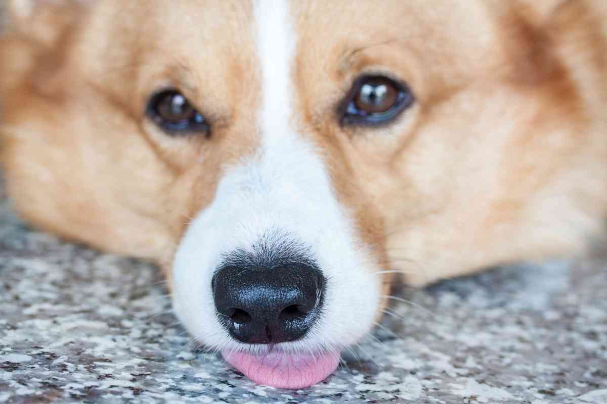 When Do Corgi Puppies Stop Biting? - Embora Pets