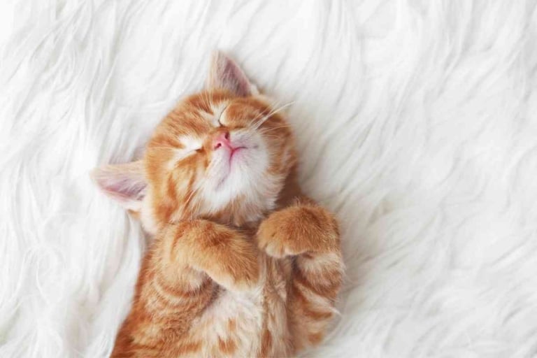  How Much Do Kittens Cost At Petco Embora Pets