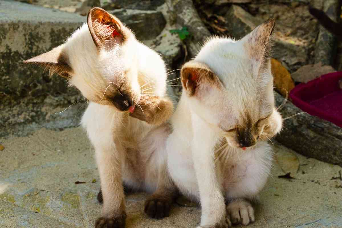 Are Two Female Kittens Good Together? - Embora Pets