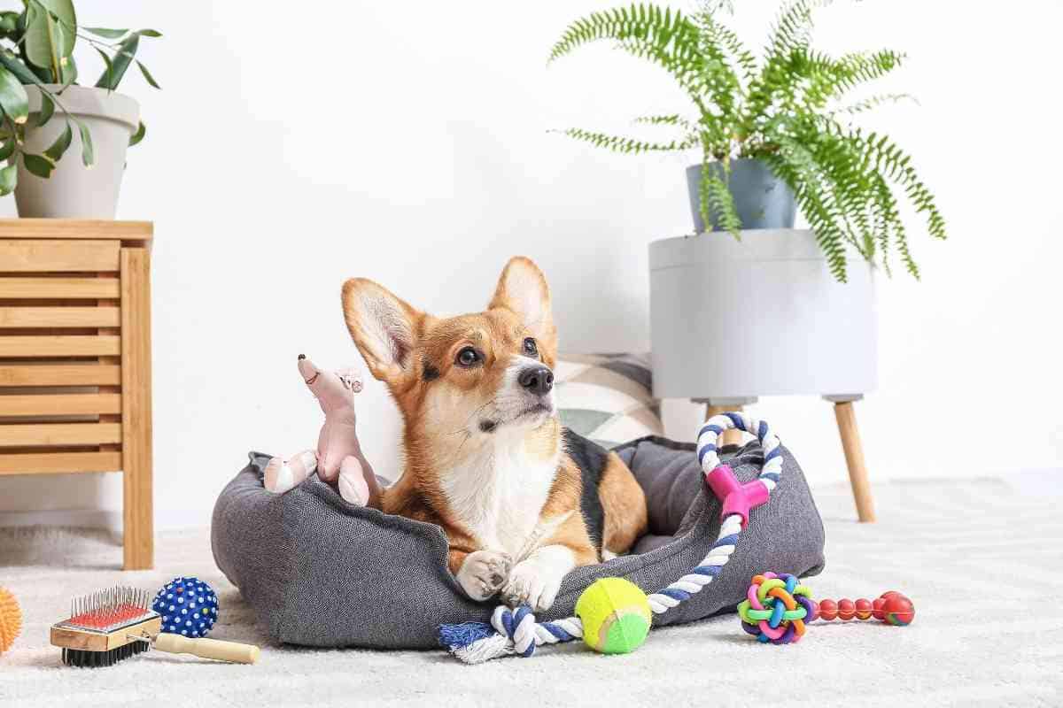 Corgi Product Roundup - Embora Pets