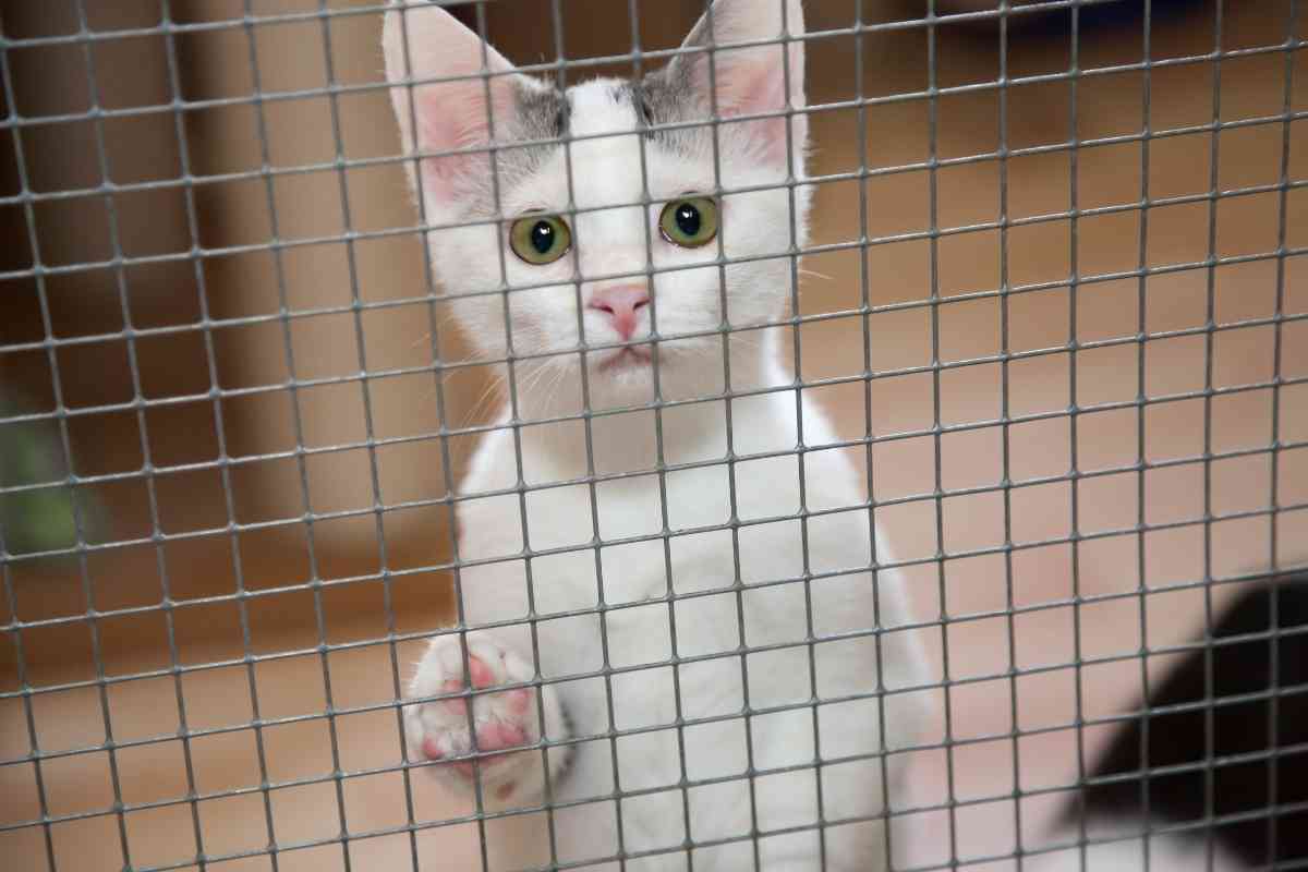 How Much Do Kittens Cost At Petco Embora Pets