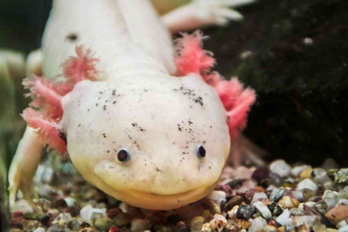 Are Axolotls Good Pets? A Pros And Cons List! - Embora Pets