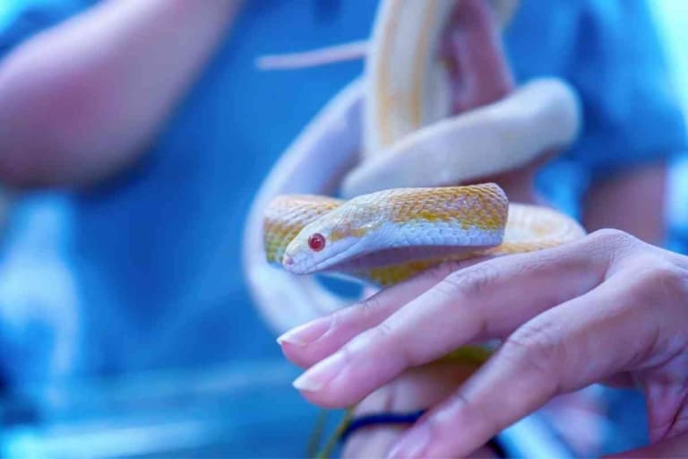 Can Snakes Bond With Humans? [The Objective Truth!] - Embora Pets