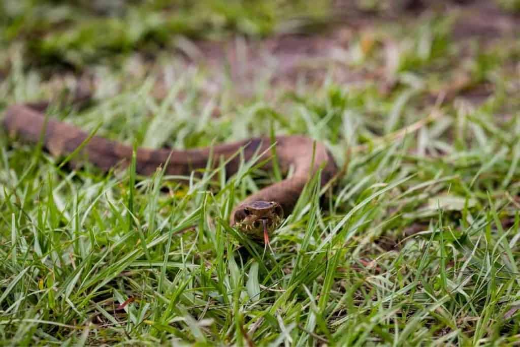 Popular Snake Breeds That Are Black - Embora Pets
