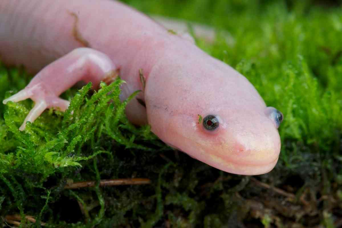 22 Fun Facts About Axolotls Even You Don’t Know! - Embora Pets