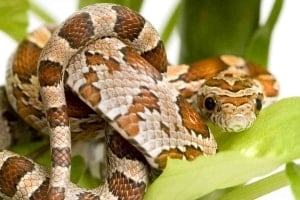 Top 7 Friendliest Pet Snakes [And Why They’re Great!] - Embora Pets