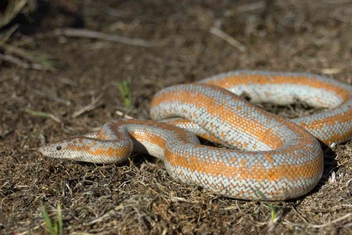Top 7 Friendliest Pet Snakes [And Why They’re Great!] - Embora Pets