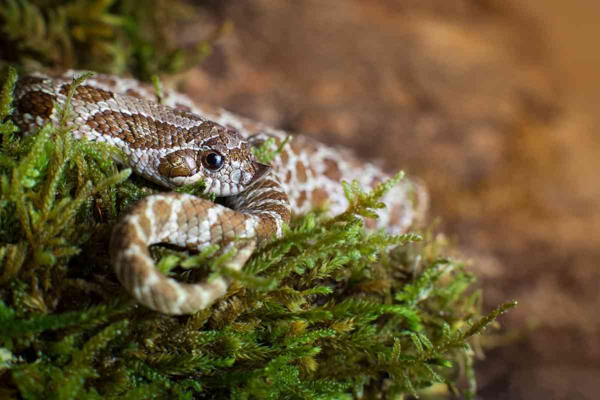 5 Best Pet Snakes That Can Live In A 10-Gallon Tank - Embora Pets