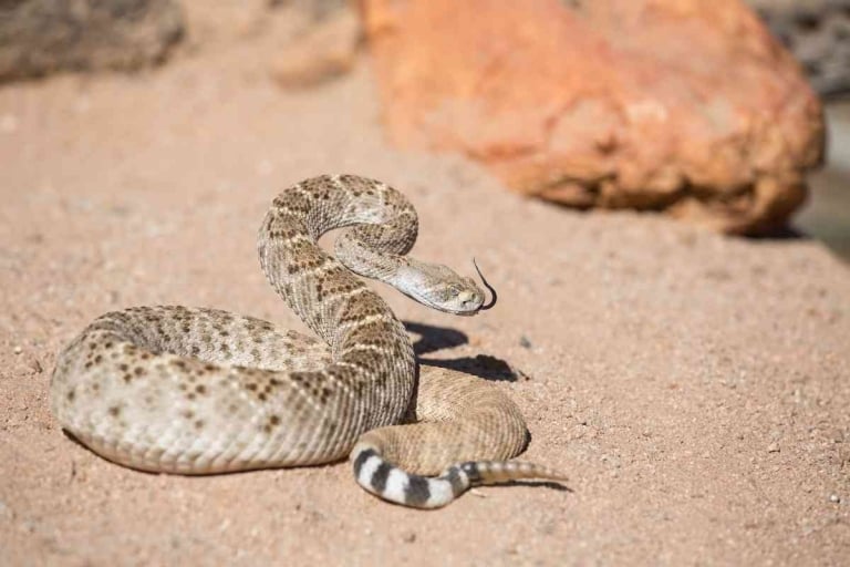 Gopher Snake Vs Rattlesnake: 15 Key Differences Explained - Embora Pets
