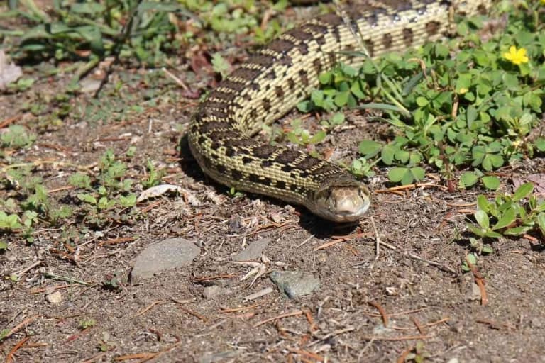 Gopher Snake Vs Rattlesnake: 15 Key Differences Explained - Embora Pets