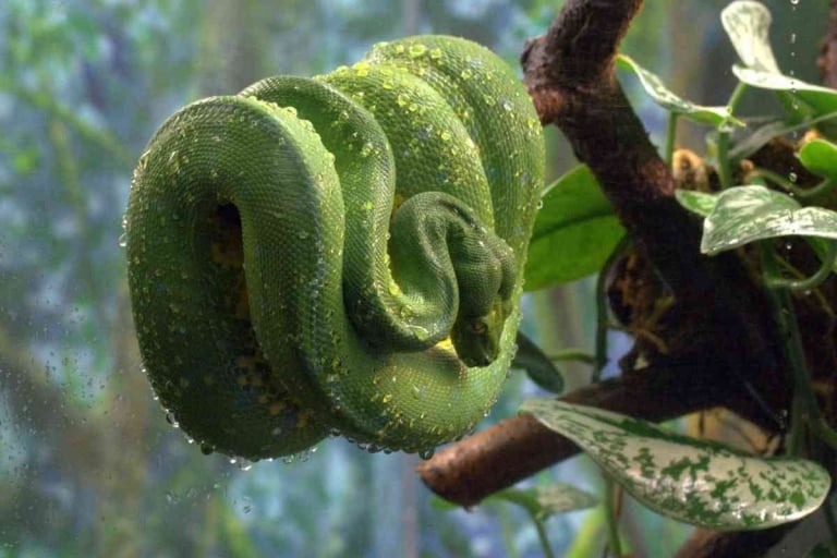 12 Best Large Pet Snake Breeds And How To Keep Them Healthy - Embora Pets