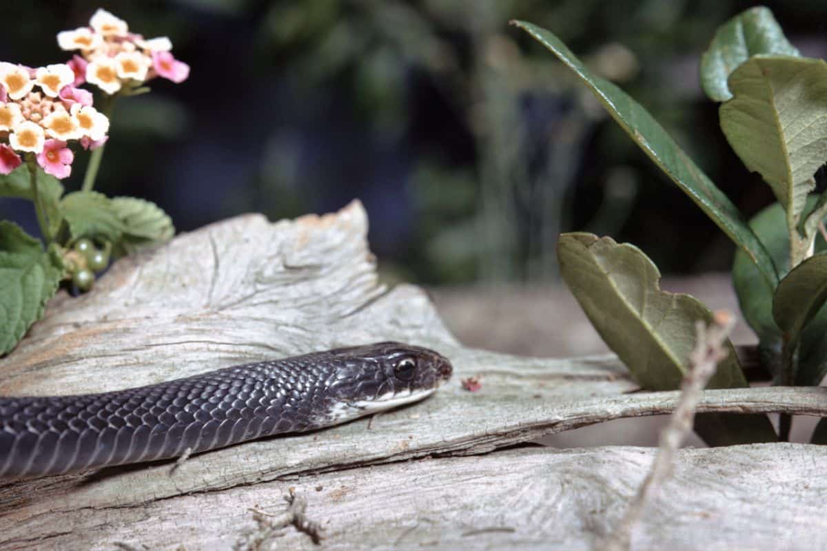 6 Terrible Large Pet Snake Species (Who Would Want These?!) - Embora Pets