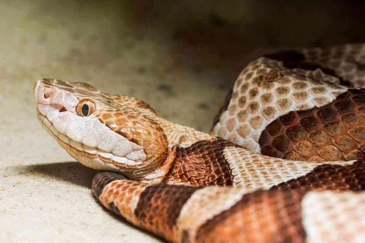 Corn Snake Vs. Copperhead: 10 Key Differences Explained! - Embora Pets